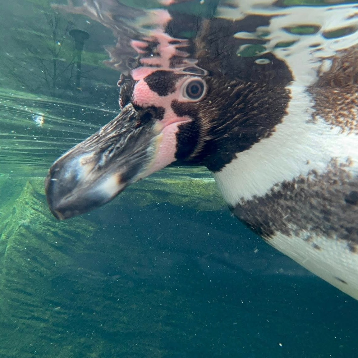 Mesker Park Zoo & Botanic Garden - Southern Indiana